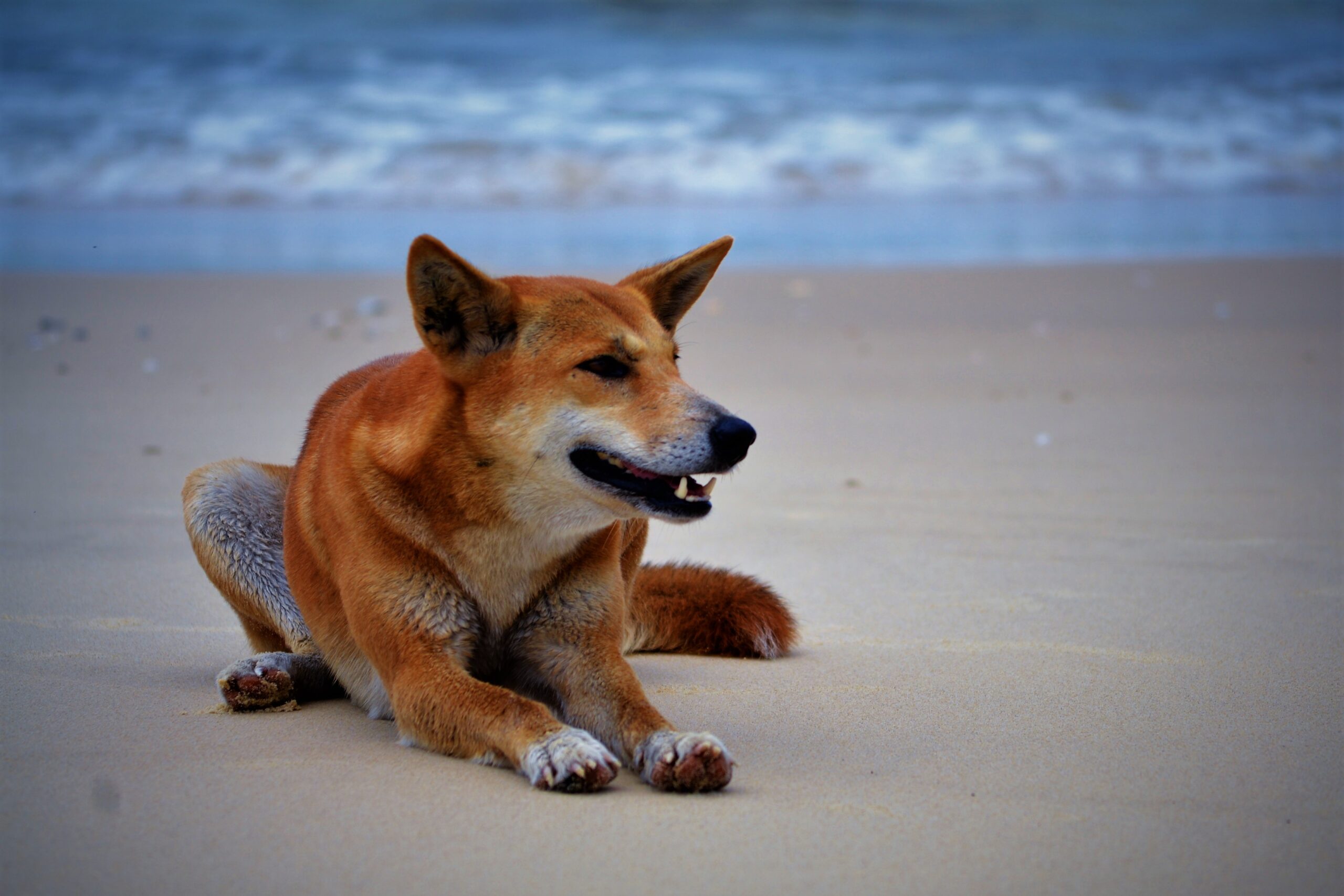 Image Gallery - ACC Higgins